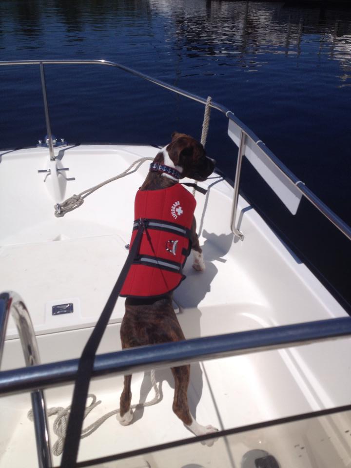 Boating With Dogs - Lakeshore Marine Group